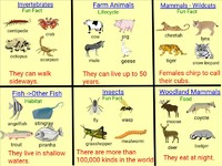 Animal Fact Search - Group A - Wixie