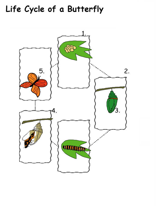 Butterfly Cycle - Wixie