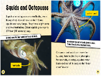 Nonfiction Text Feature Find - Wixie