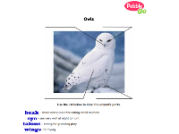 Little Owl's Snow - Wixie